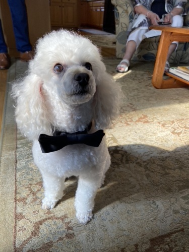 Best Dressed Pets: Duncan - I Heart SapphFic | Find Your Next Sapphic ...